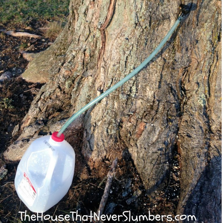 How to Easily Tap Maple Trees for Splendid Natural Syrup | The House ...
